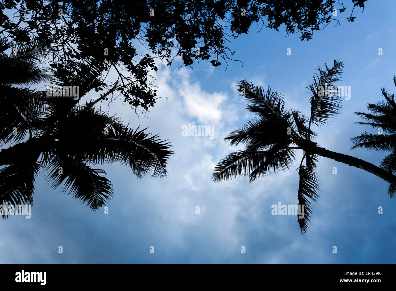 Waikiki, Hawaii, USA. 22nd May, 2015. Hawaiian coconut palm trees ...