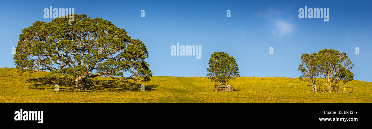 Three trees hi-res stock photography and images - Alamy
