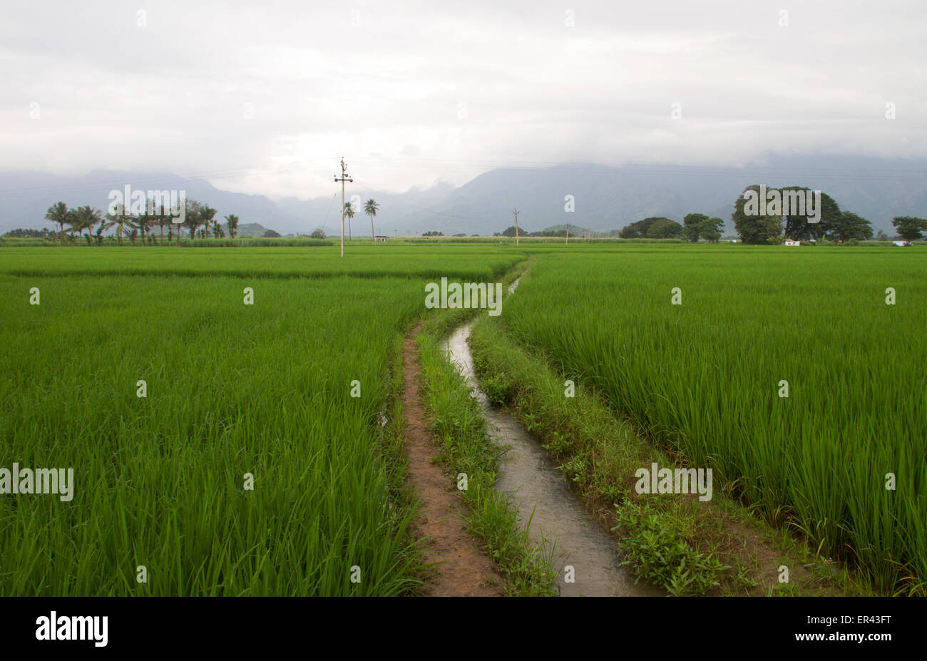 indian Rice Paddy Stock Photo - Alamy