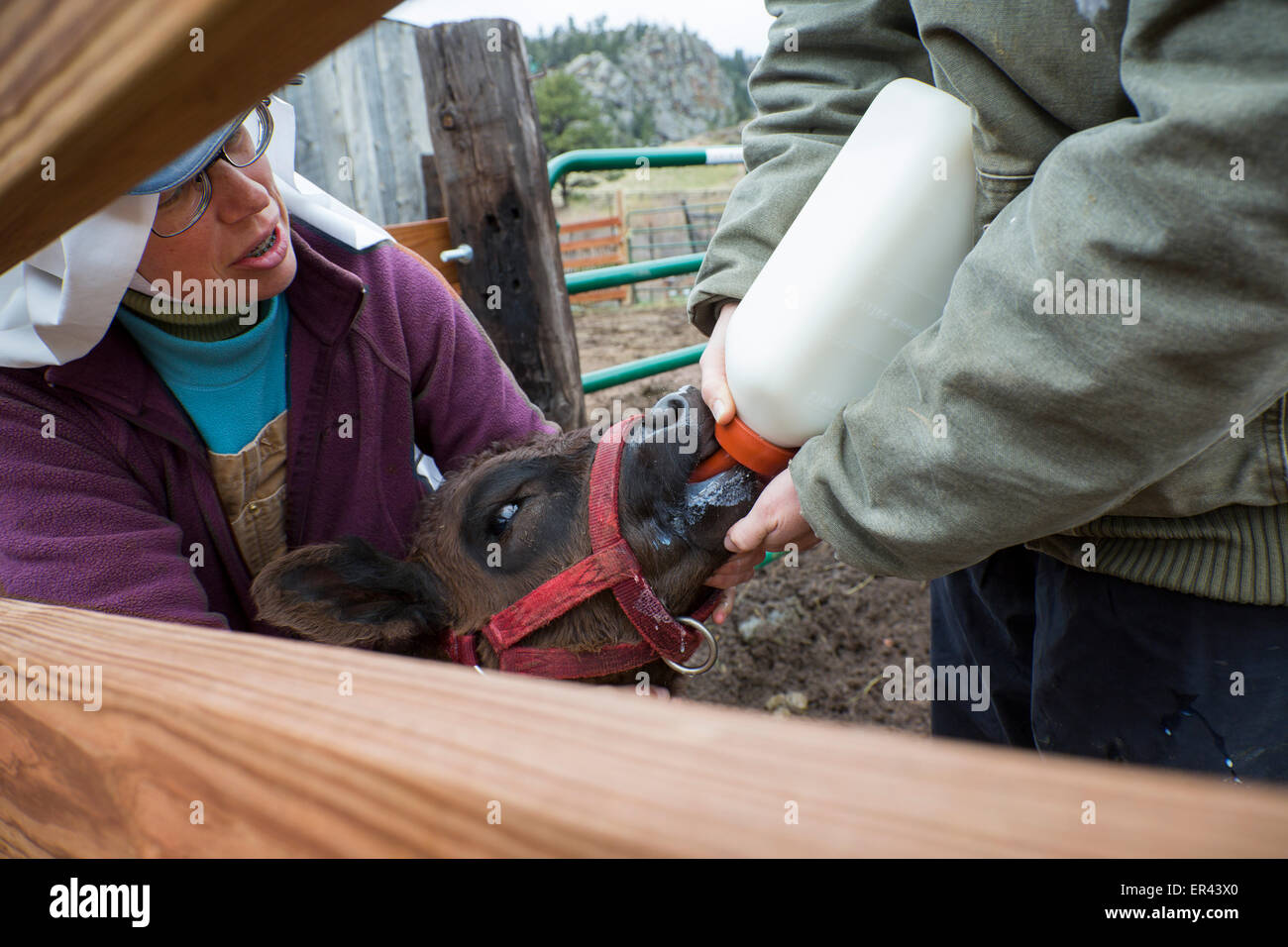 Virginia Dale, Colorado - Dominican nuns feed a calf at the Abbey of St ...
