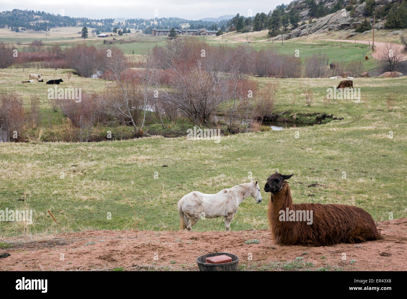 Virginia Dale, Colorado - A llama guards livestock against mountain ...
