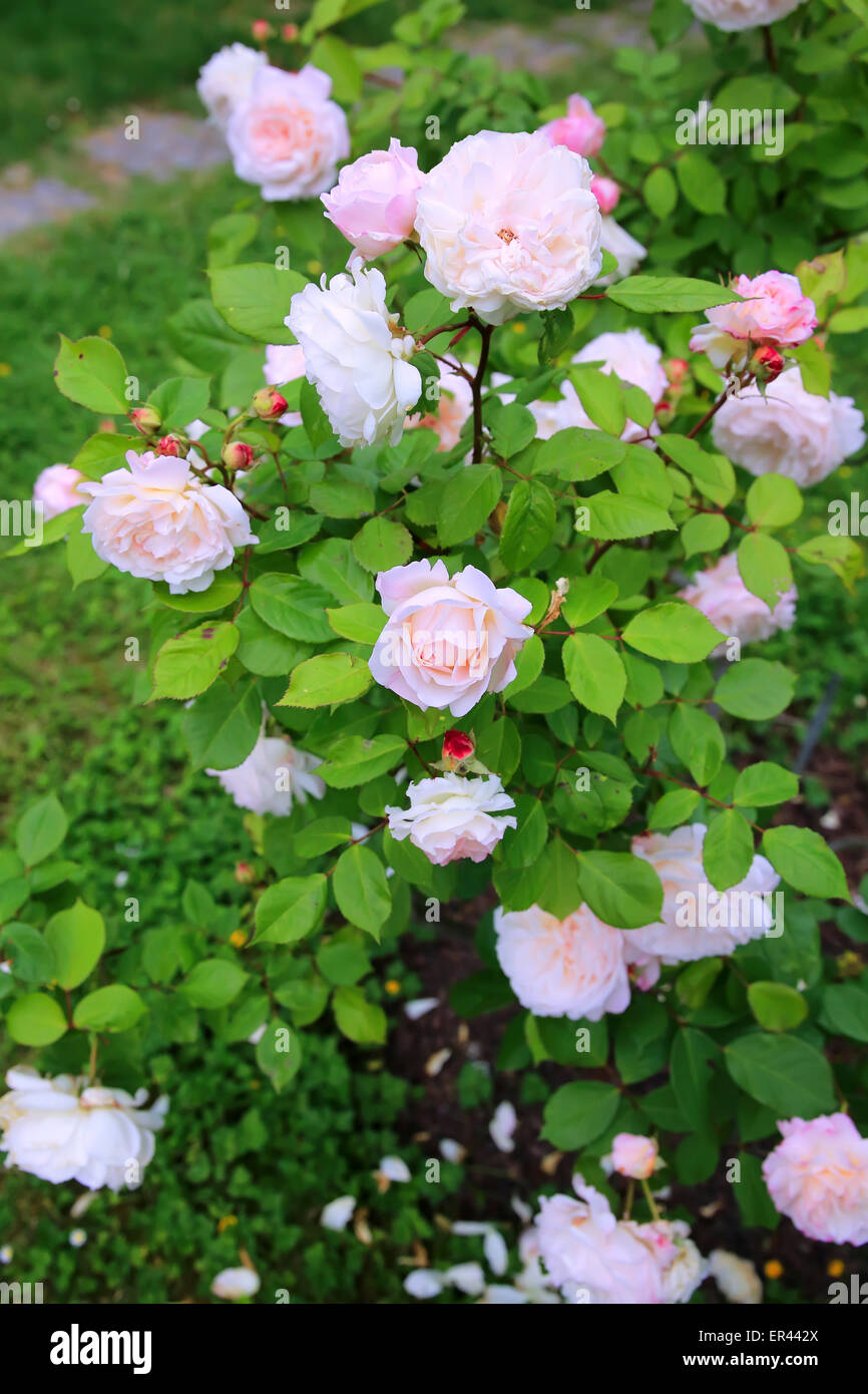 Roses in the garden Stock Photo - Alamy