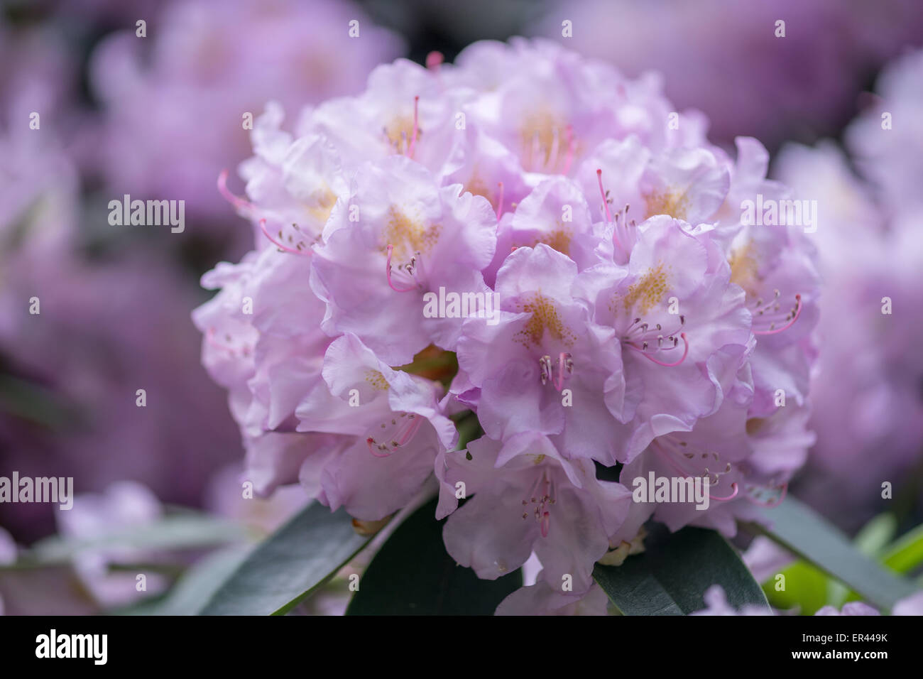 Light purple violet Rhododendron Allah blossom close up Stock Photo - Alamy