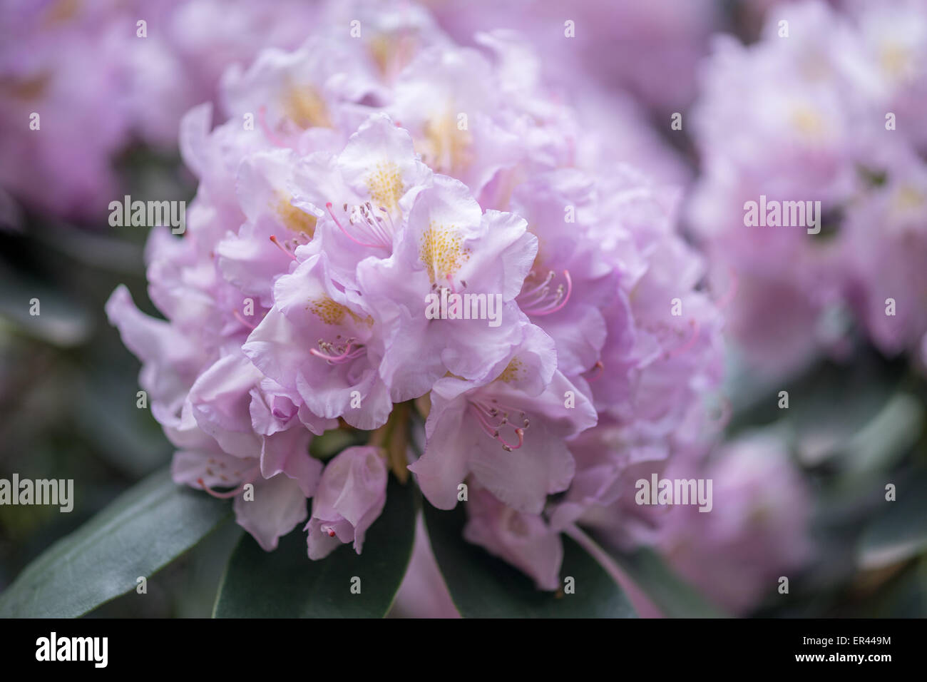 Light purple violet Rhododendron Allah blossom close up Stock Photo - Alamy