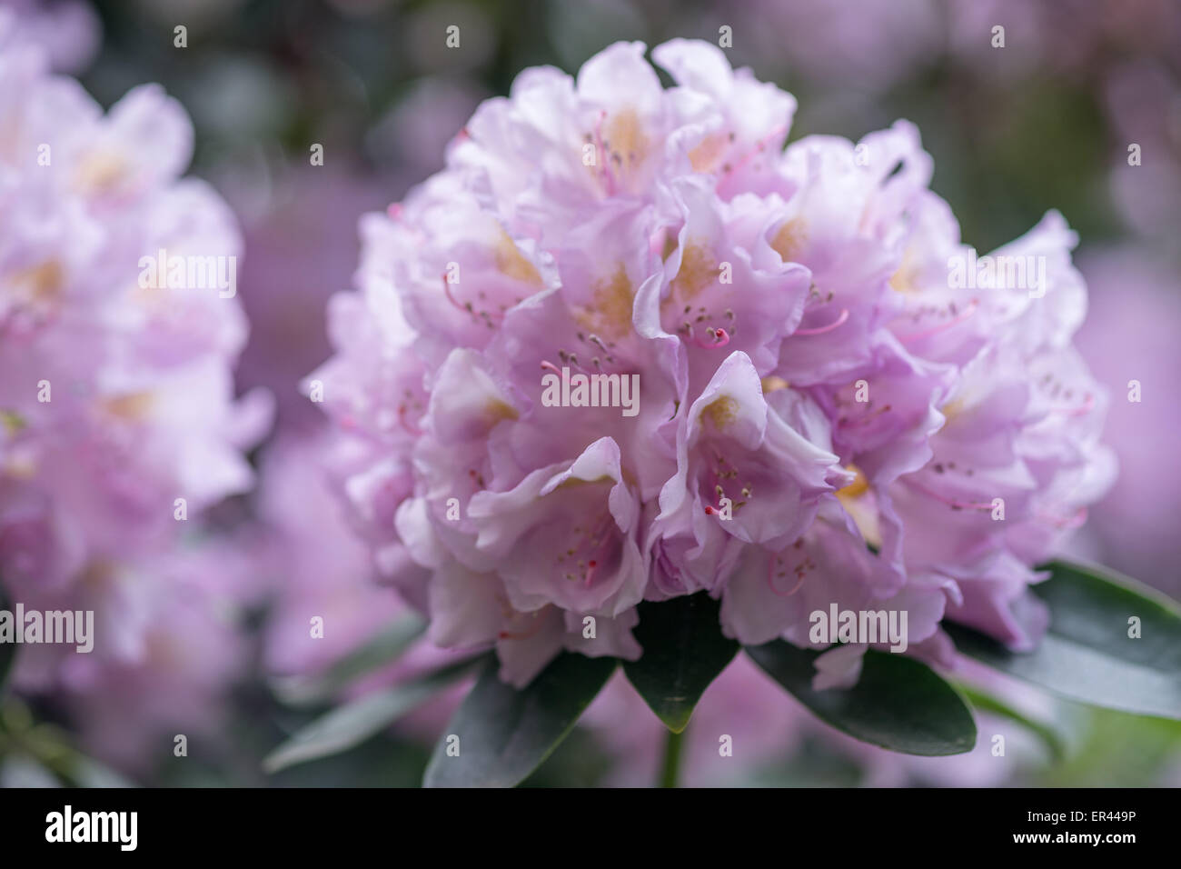 Light purple violet Rhododendron Allah blossom close up Stock Photo - Alamy