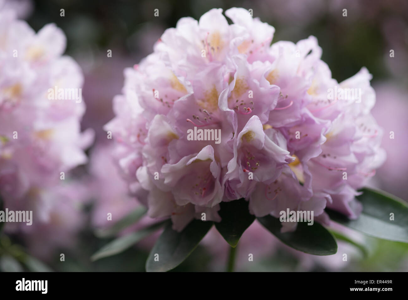 Light purple violet Rhododendron Allah blossom close up Stock Photo - Alamy