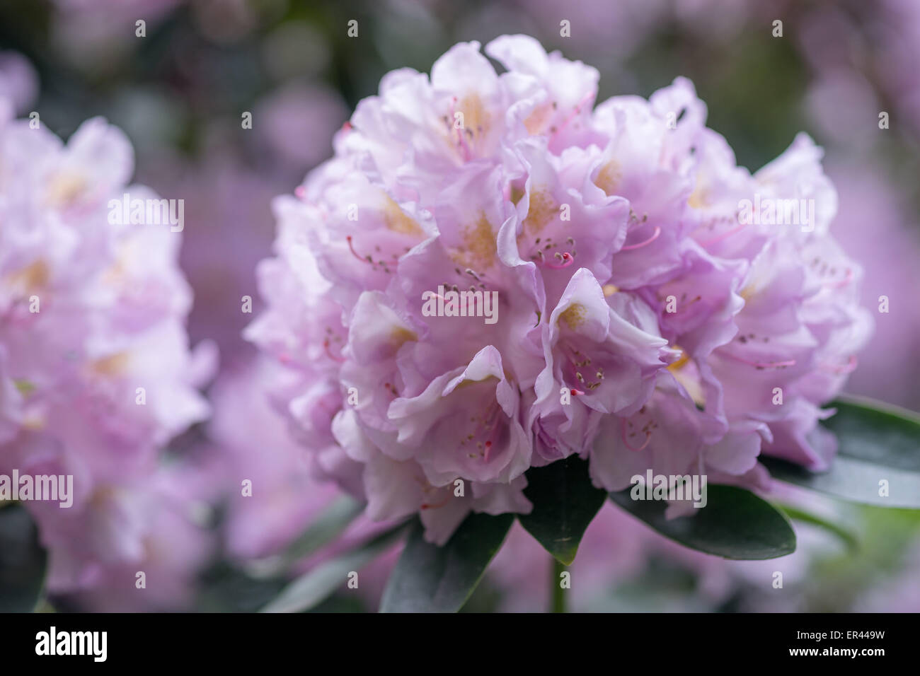 Light purple violet Rhododendron Allah blossom close up Stock Photo - Alamy