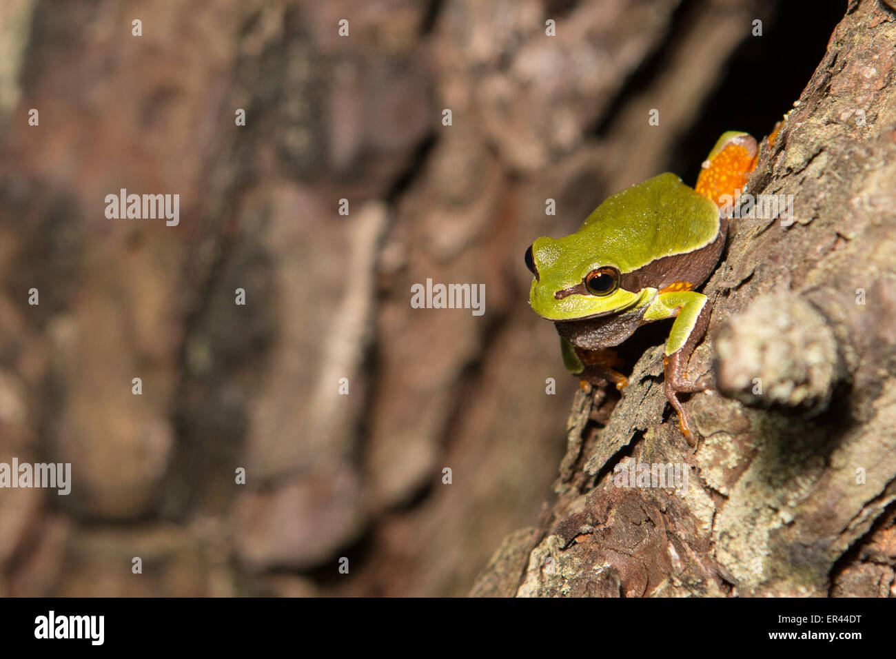 Pine barrens treefrog climbing a pitch pine - Hyla andersonii Stock ...