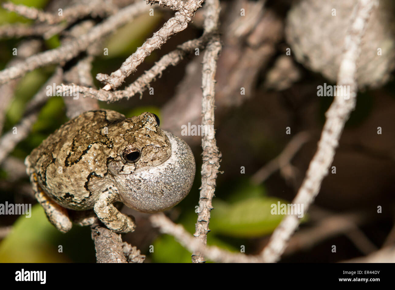 Male gray treefrog in a breeding chorus - Hyla versicolor Stock Photo ...