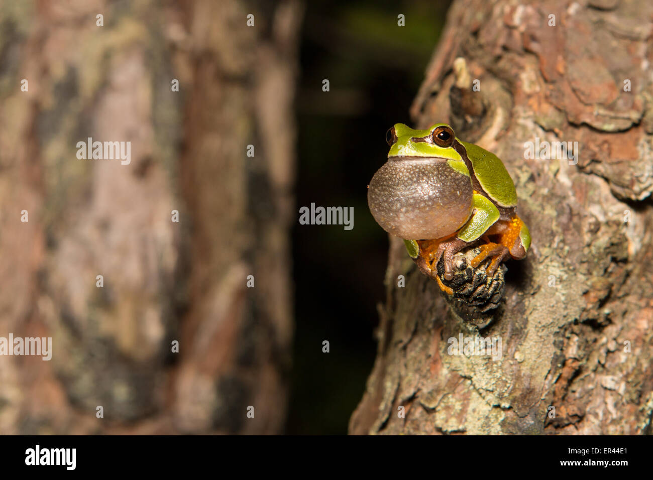 Calling male pine barrens tree frog - Hyla andersonii Stock Photo - Alamy