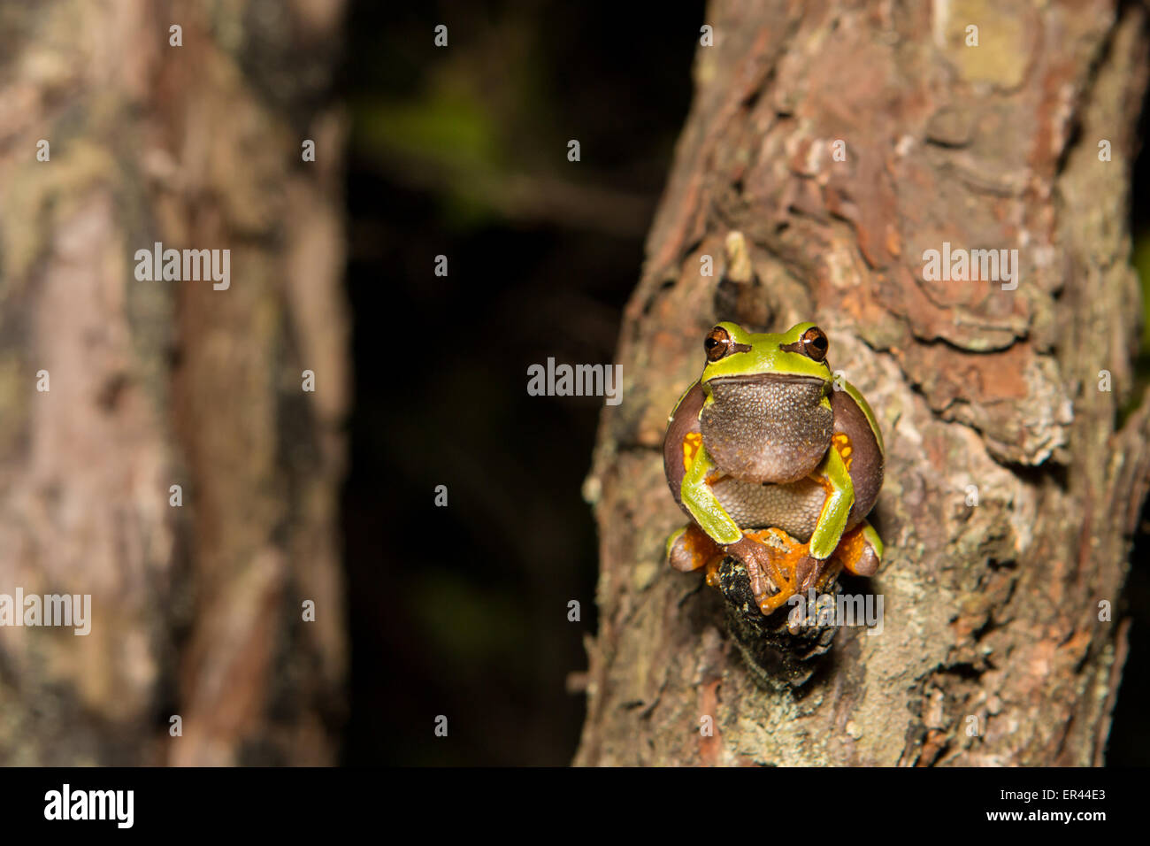 A mall pine barrens tree frog during a breeding chorus - Hyla ...