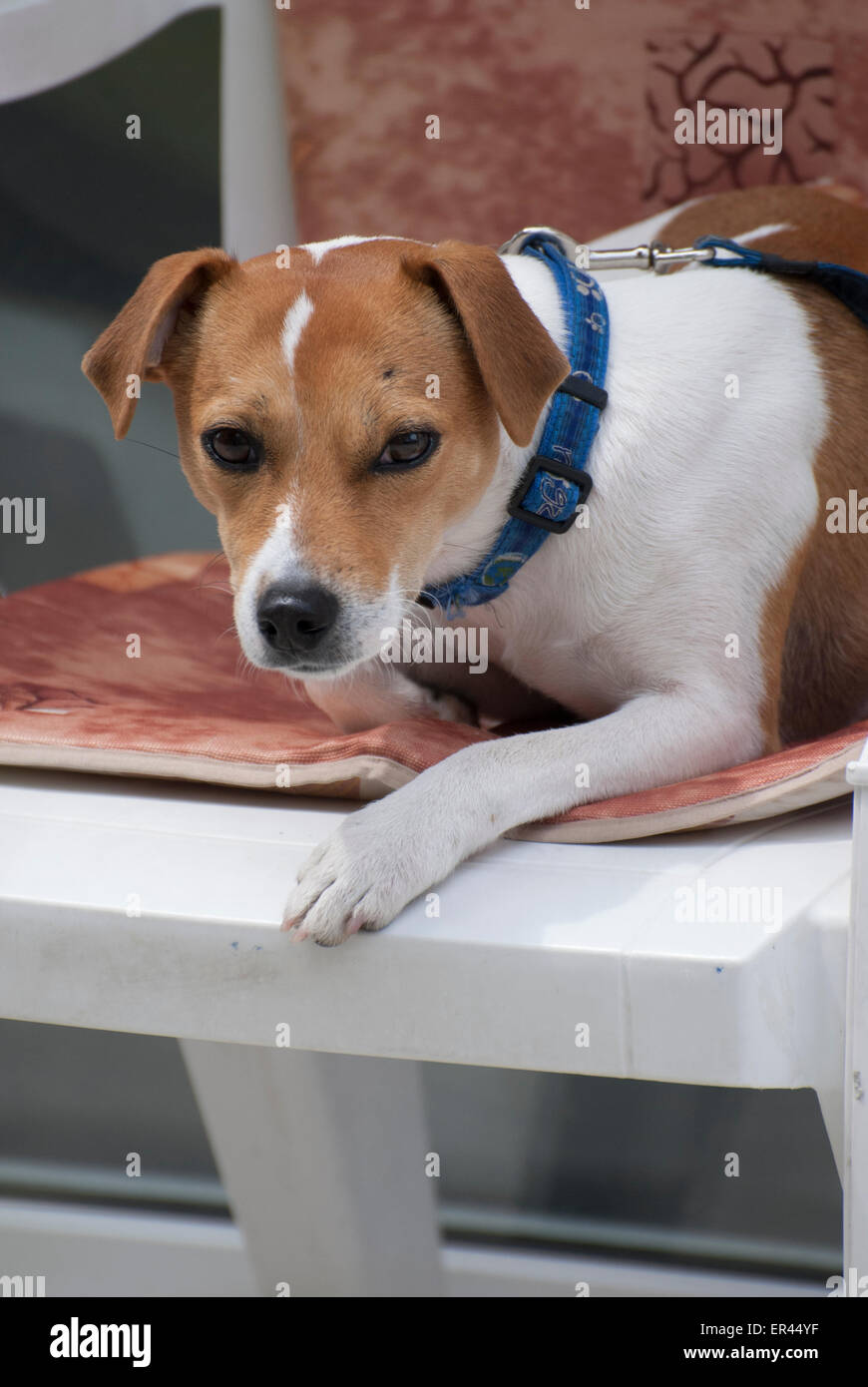 Dog looking at camera Stock Photo - Alamy
