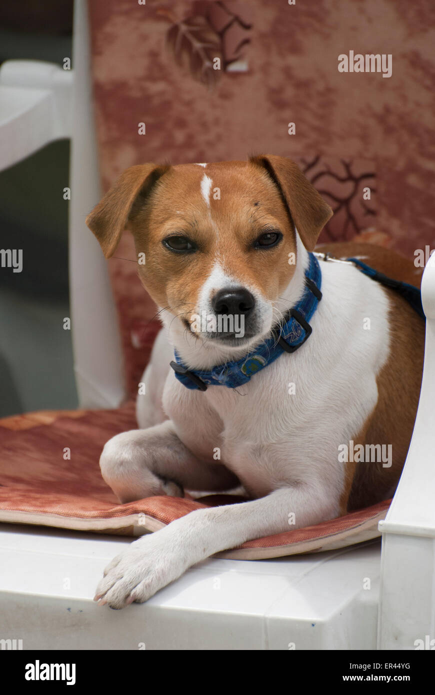 Dog looking at camera Stock Photo - Alamy