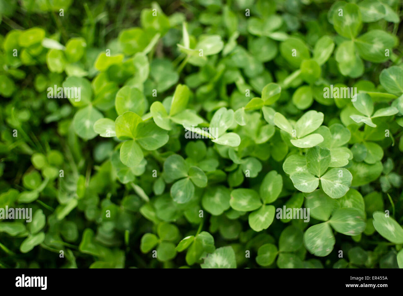 Clover green crop hi-res stock photography and images - Alamy