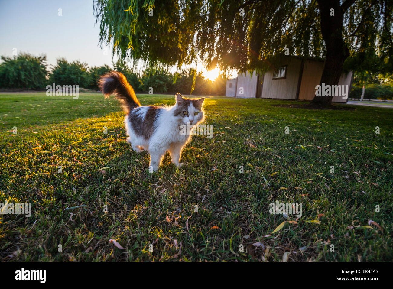 A big friendly farm cat on a California Almond farm who's hobby is ...