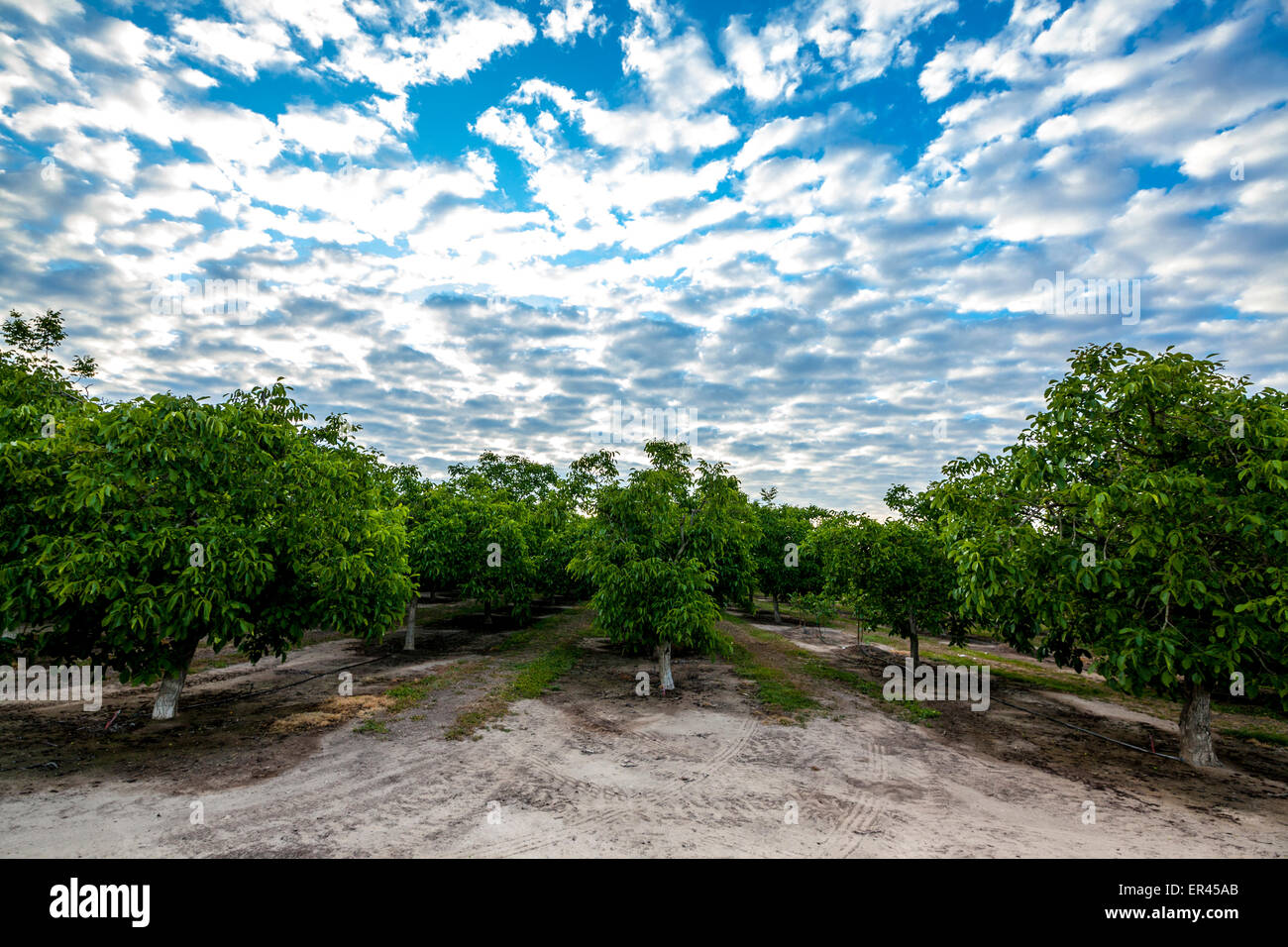 Walnut orchard ground hi-res stock photography and images - Alamy