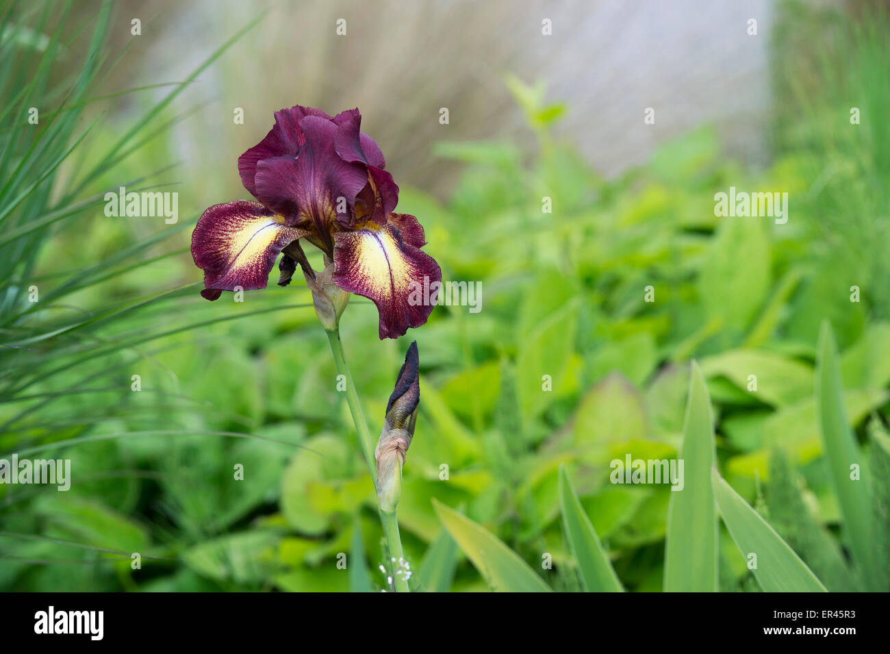 Tall Bearded Iris 'Provencal' flower Stock Photo - Alamy