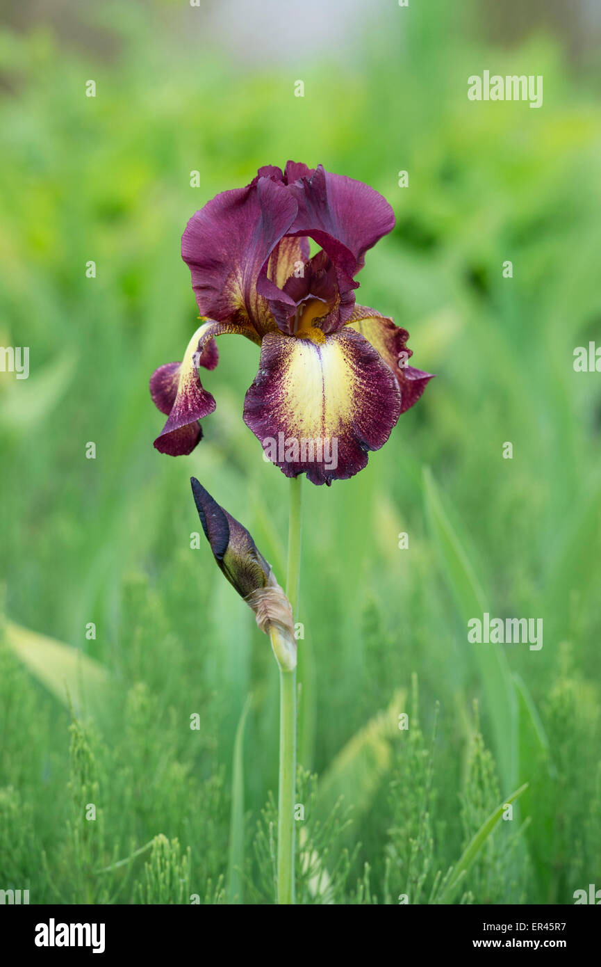 Tall Bearded Iris 'Provencal' flower Stock Photo - Alamy