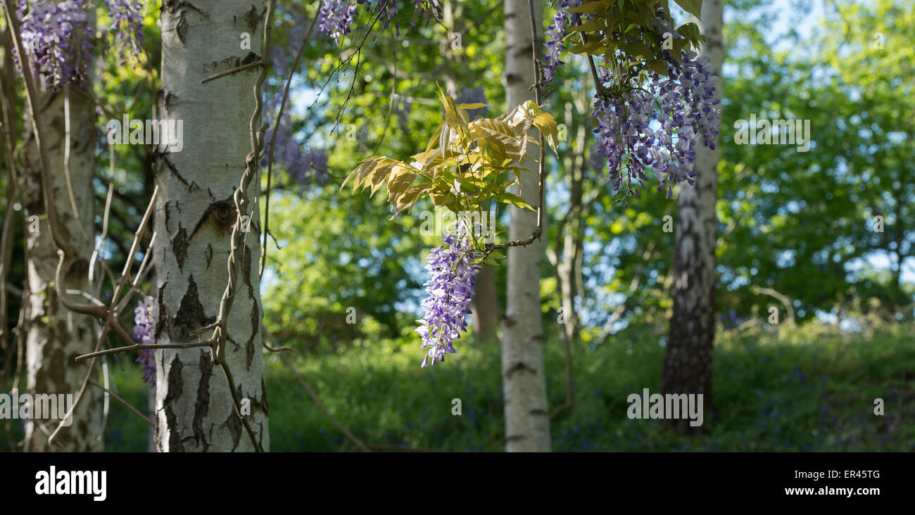 Silver birch trees in spring hi-res stock photography and images - Alamy
