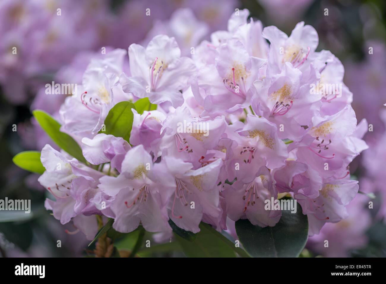 Light purple violet Rhododendron Allah blossom close up Stock Photo - Alamy