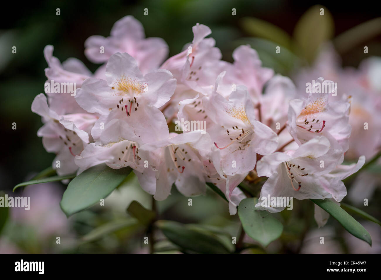 Pinkish rhododendron bashful flowers close up Stock Photo - Alamy