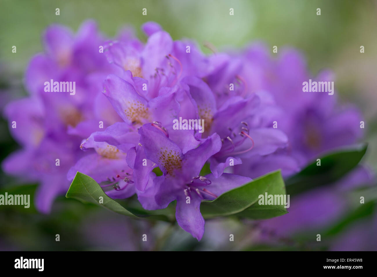 Purple Rhododendron ponticum blossom close up Stock Photo - Alamy