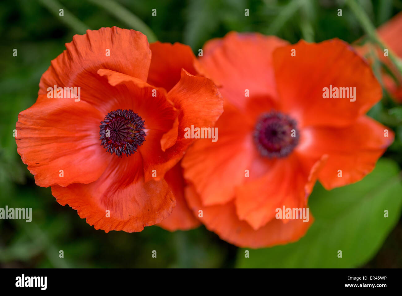 Papaver orientale Oriental poppy close up Stock Photo - Alamy