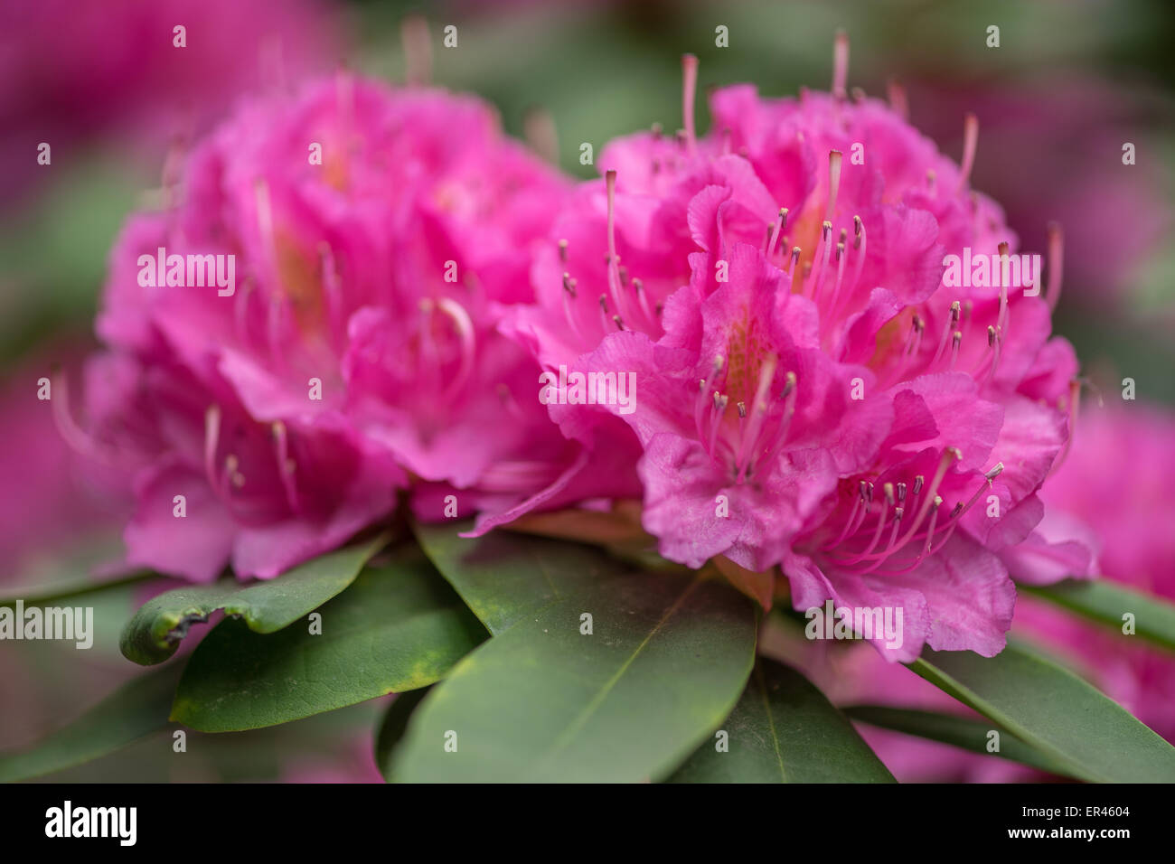 Dark pink Rhododendron Catherine von Tol blossom close up Stock Photo ...