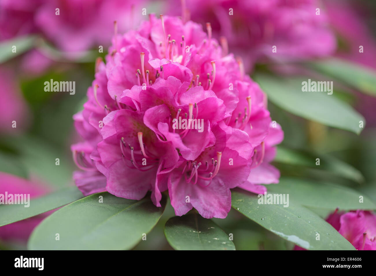 Dark pink Rhododendron Catherine von Tol blossom close up Stock Photo ...