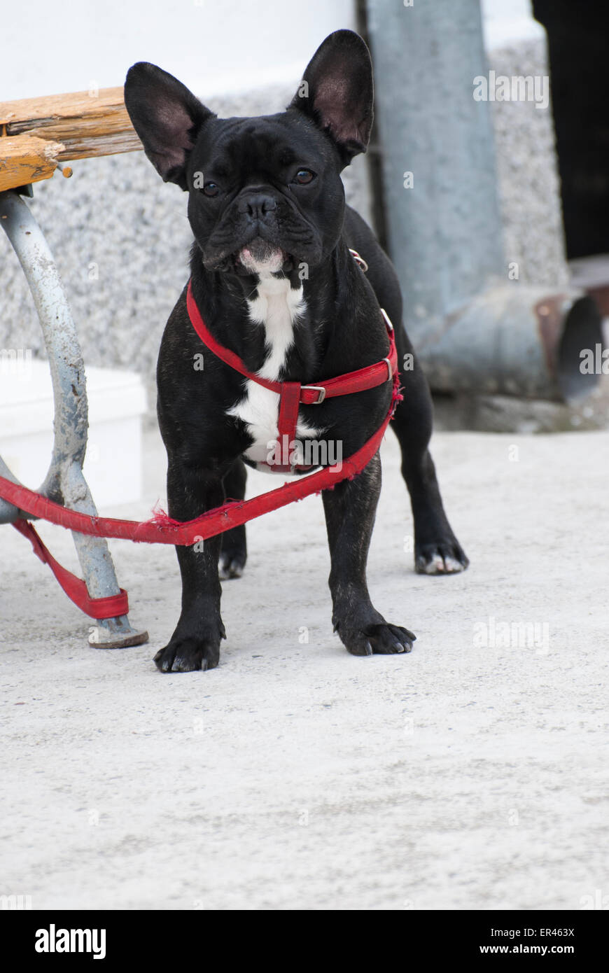 Doggy looking camera hi-res stock photography and images - Alamy