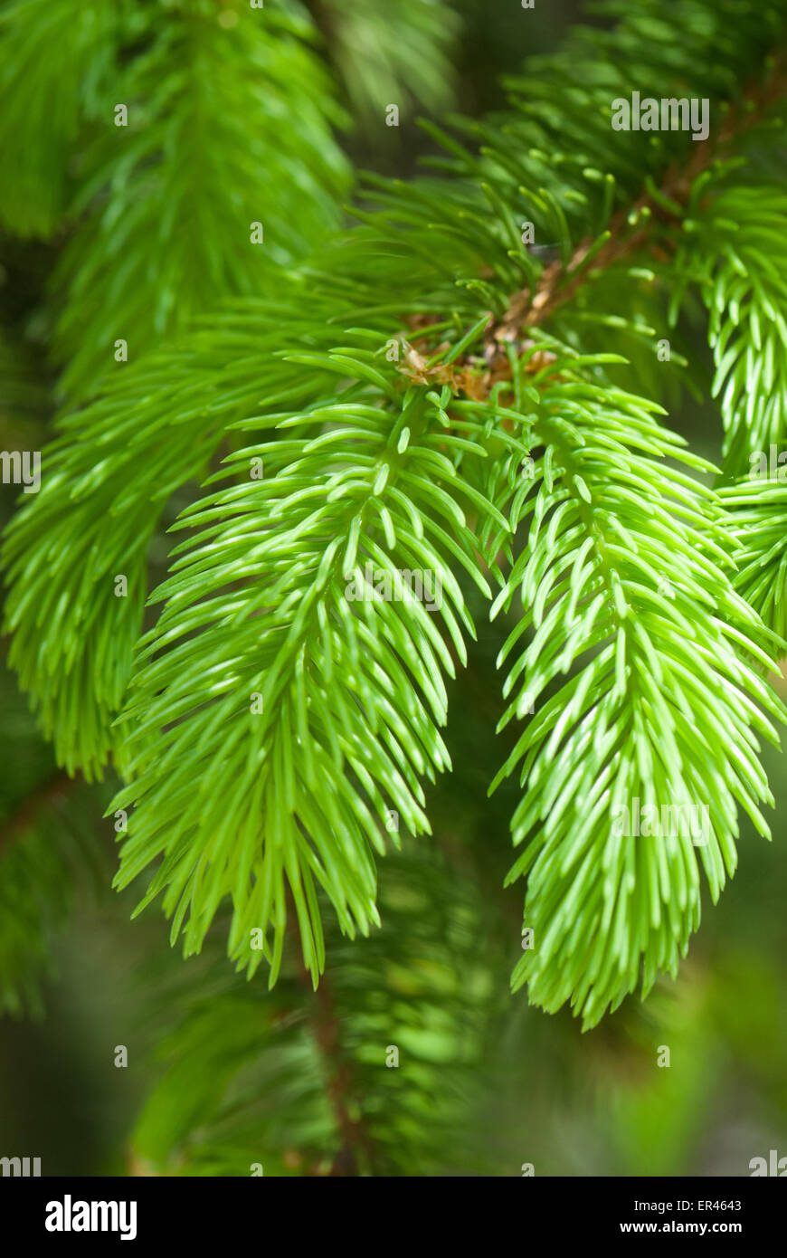 Closeup of the furtree needles Stock Photo - Alamy