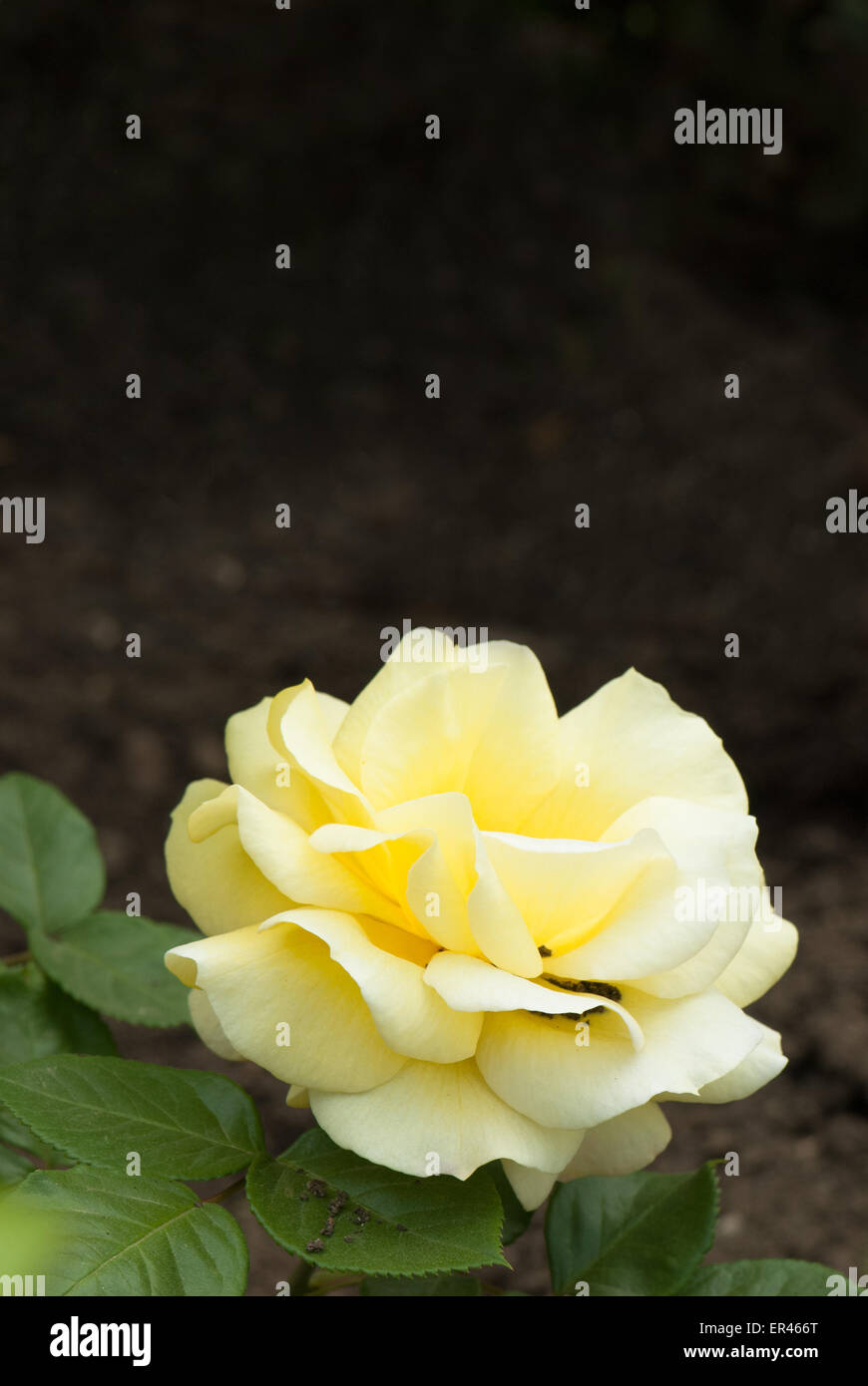 Single yellow rose Stock Photo - Alamy