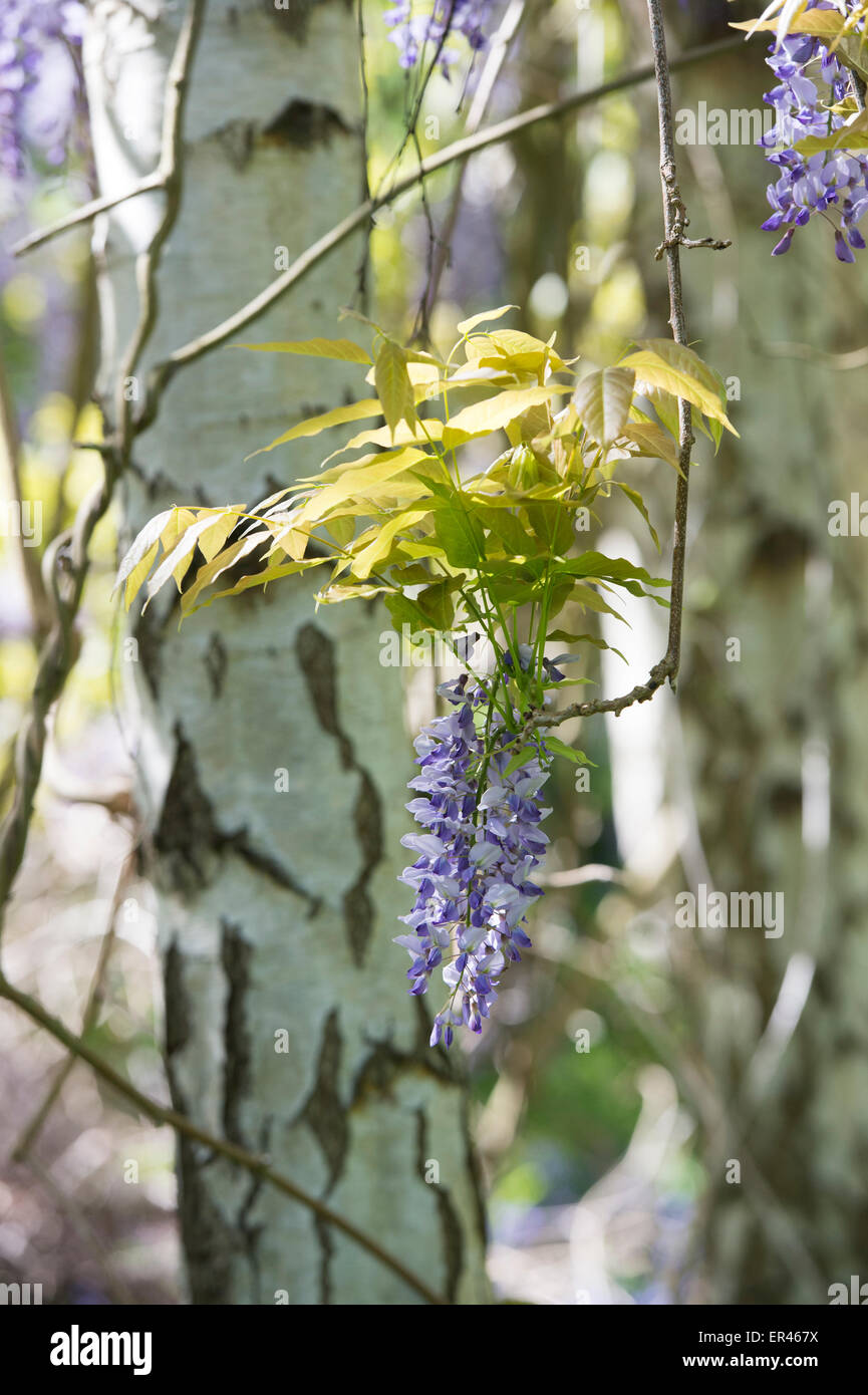 Flowering Wisteria floribunda amongst silver birch trees in spring. RHS ...