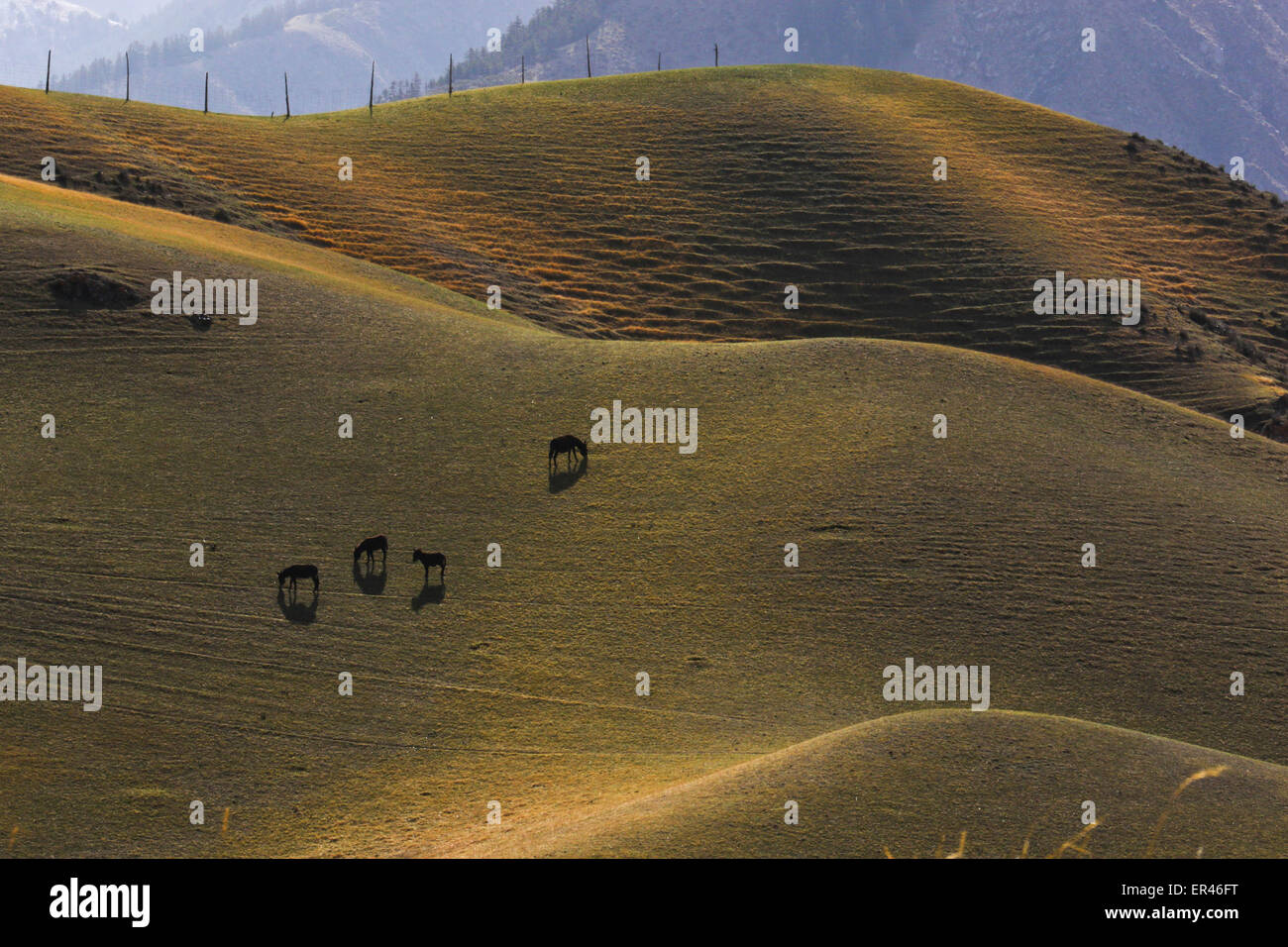 Yugur Autonomous County Of Sunan, Gansu, CHN. 9th May, 2015. Yugur ...