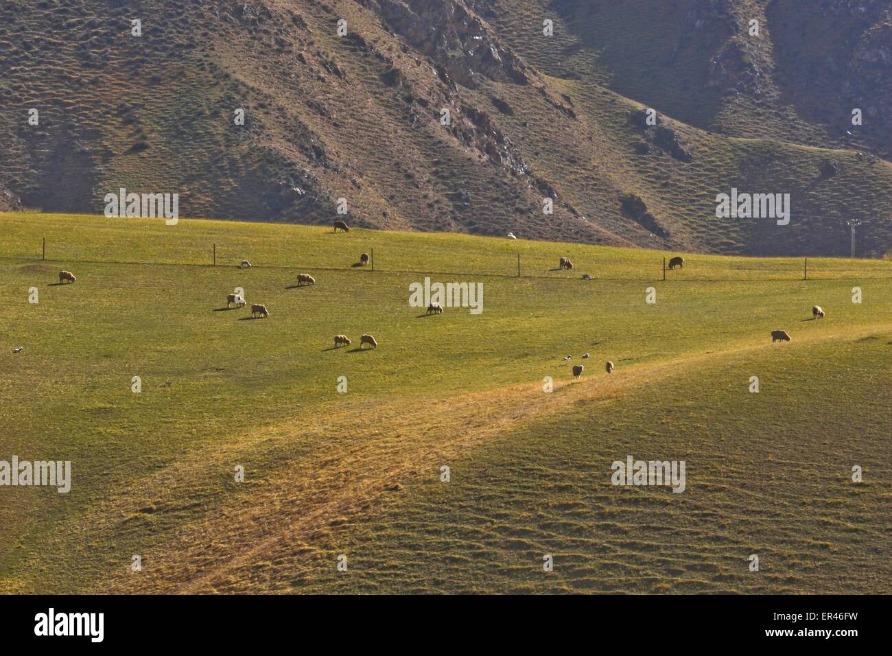 Yugur Autonomous County Of Sunan, Gansu, CHN. 9th May, 2015. Yugur ...