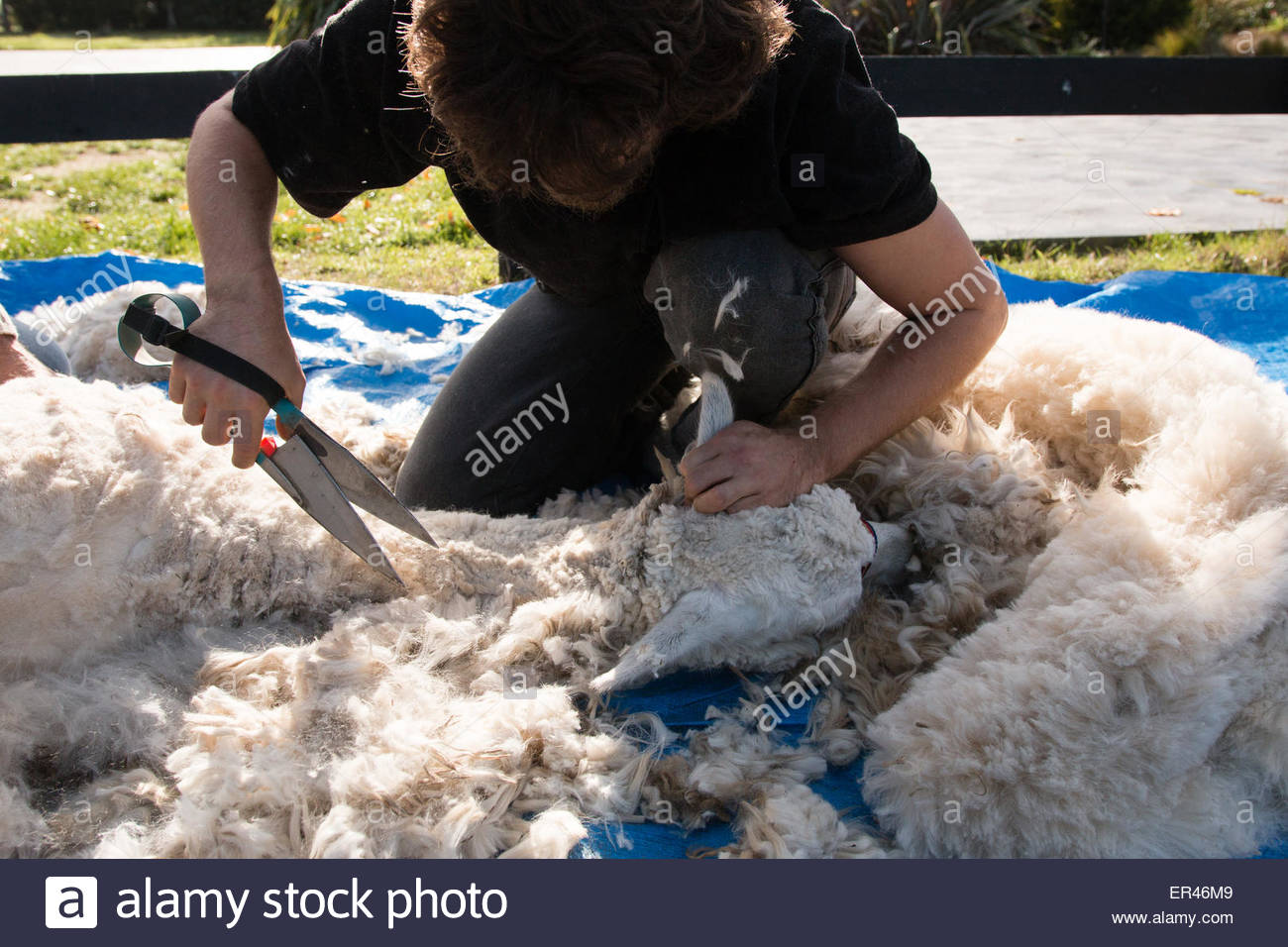Alpaca Shearing Stock Photos & Alpaca Shearing Stock Images - Alamy