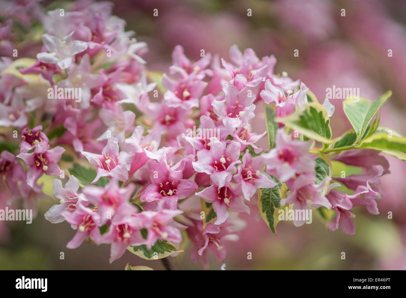 Weigela florida variegata flowers close up Stock Photo - Alamy