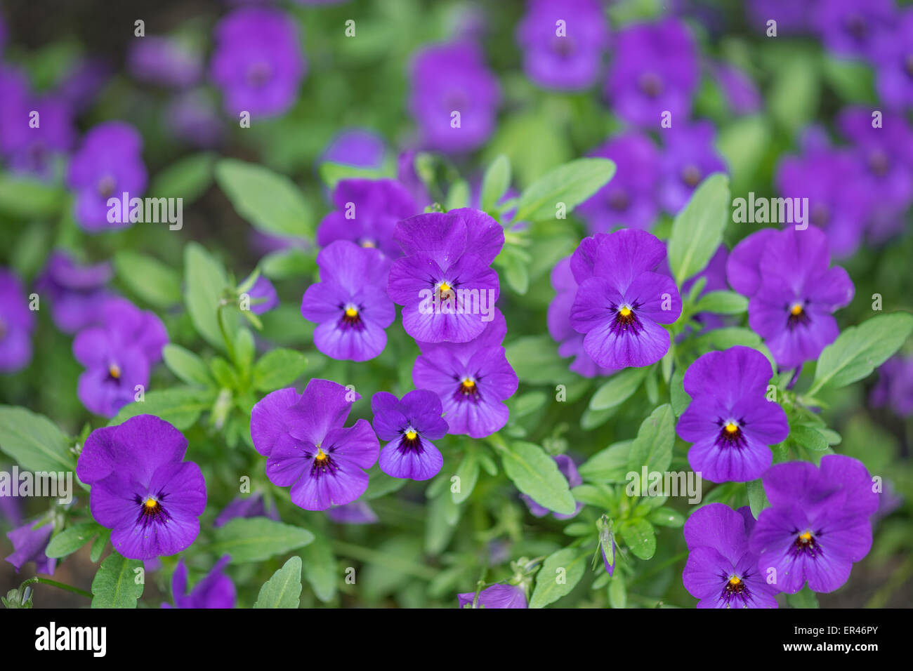 Purple violet pansy pansies flowers close up Viola tricolor Stock Photo ...