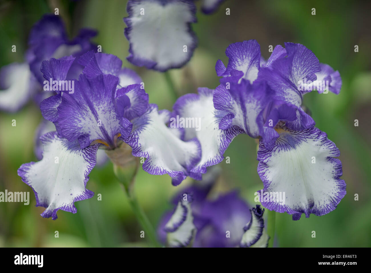 Violet bluish hi-res stock photography and images - Alamy