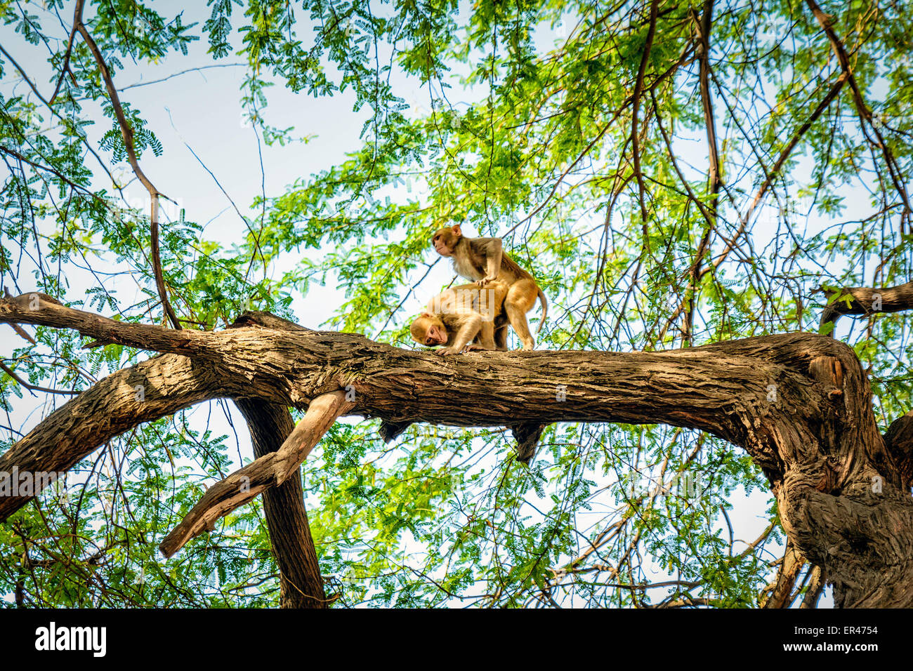 Monkey mating on the tree Stock Photo - Alamy