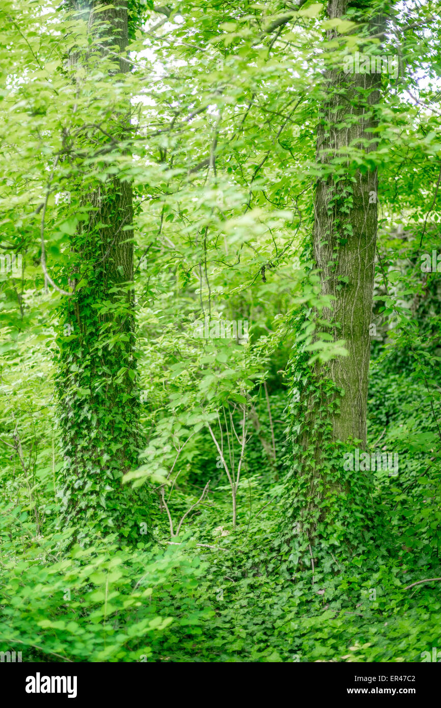 Lime green trees hi-res stock photography and images - Alamy