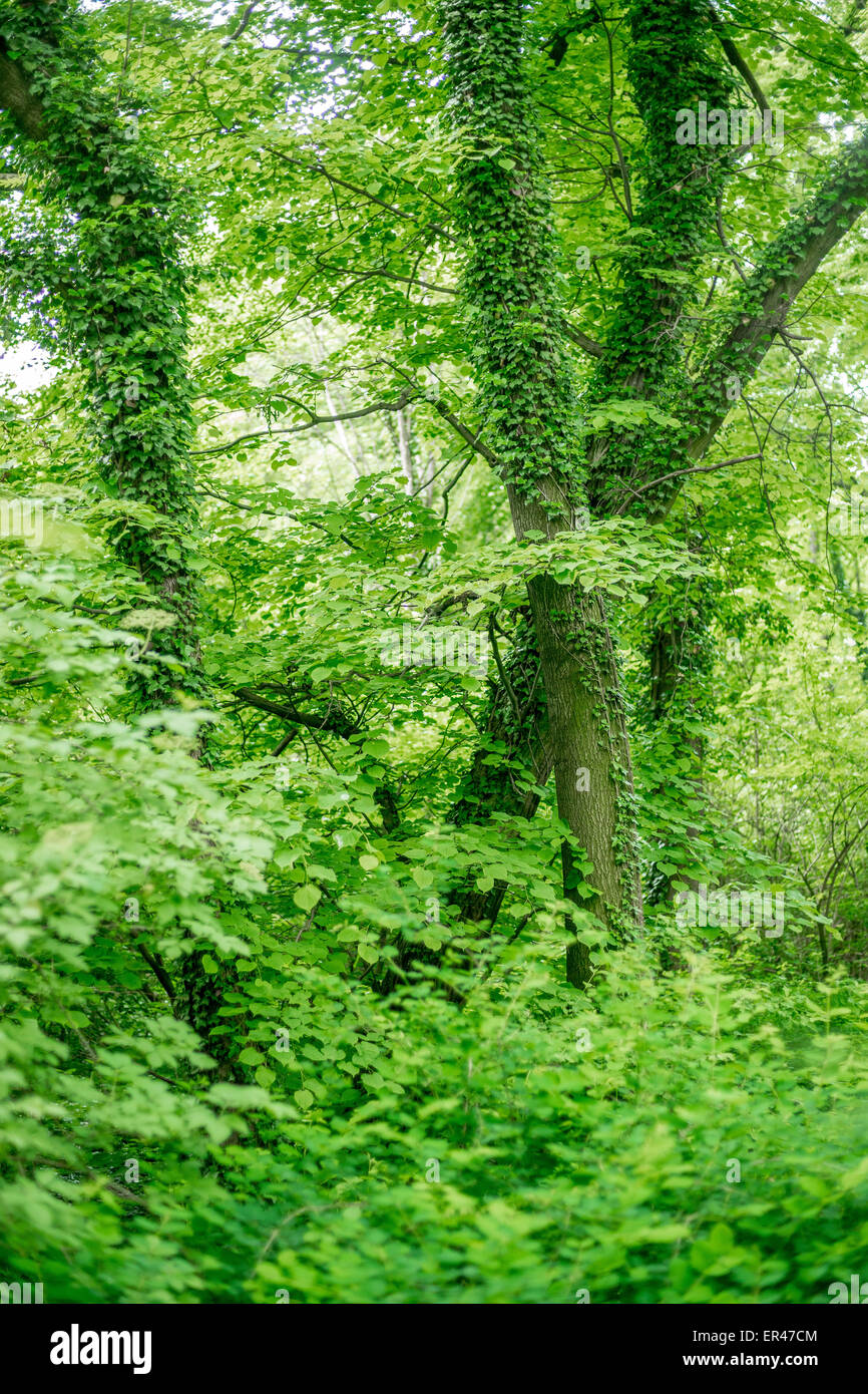 Old lime trees covered with ivy with fresh green spring canopy Stock ...