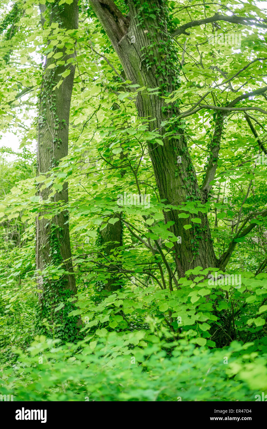 Lime green trees hi-res stock photography and images - Alamy