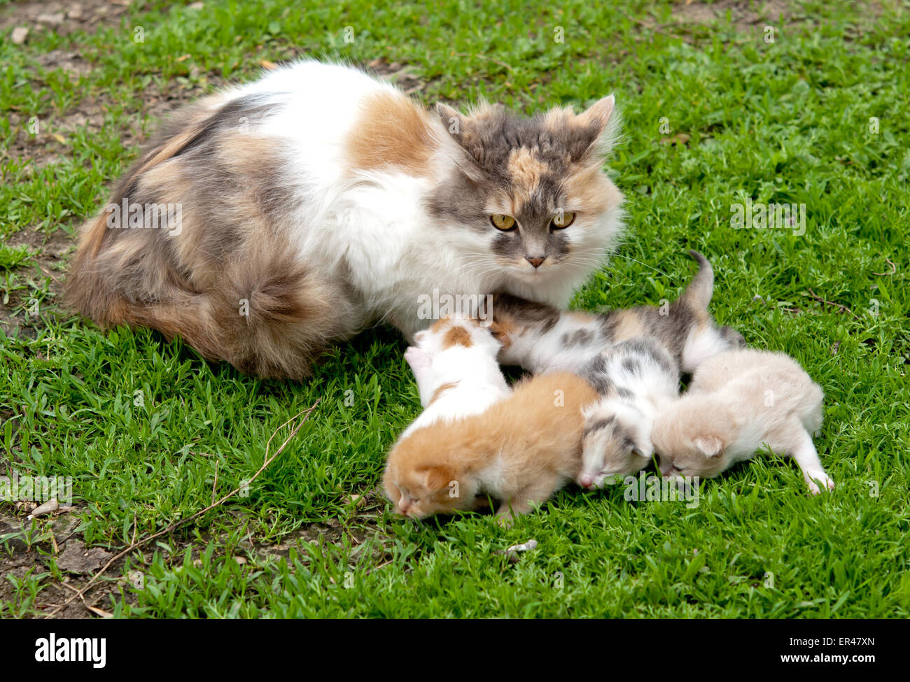cat and kittens sitting in the grass Stock Photo - Alamy