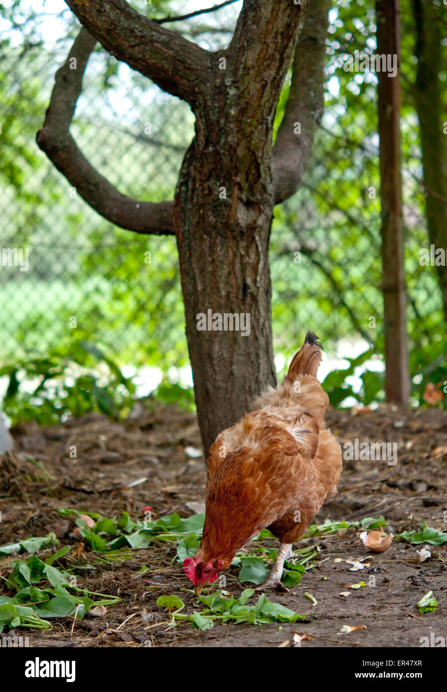 chicken in search of food Stock Photo - Alamy