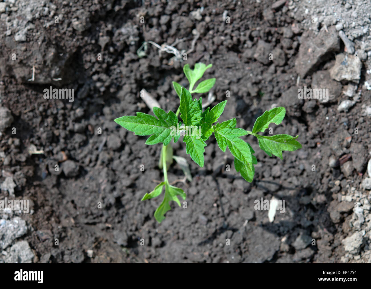Top view of young tomato plant Stock Photo - Alamy