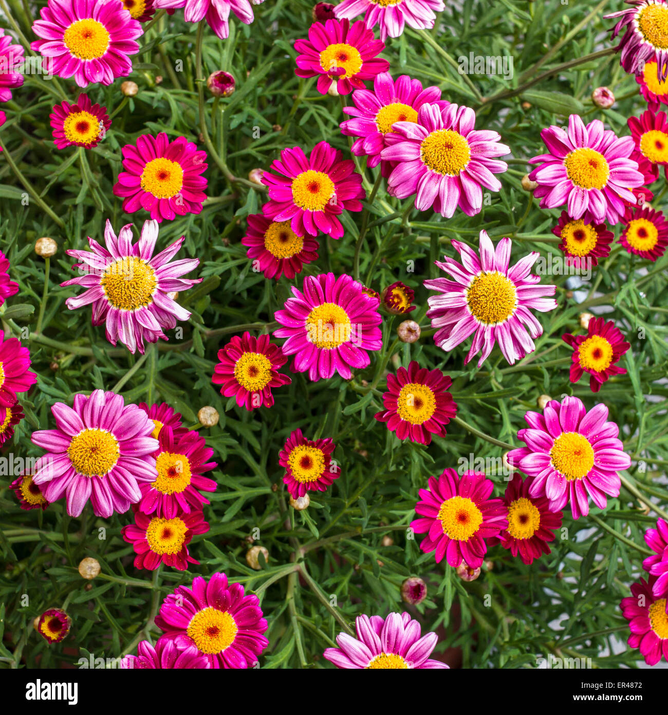 An amazing bunch of a spring flowers, made bright colors Stock Photo ...