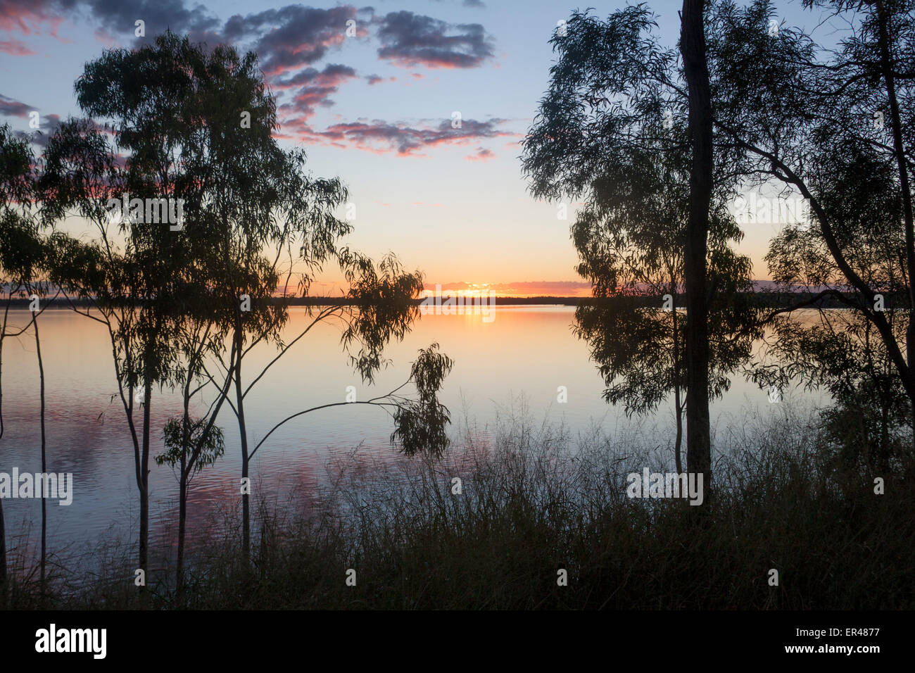 Lake Maraboon Eucalyptus or gum trees at sunset Near Emerald Central ...