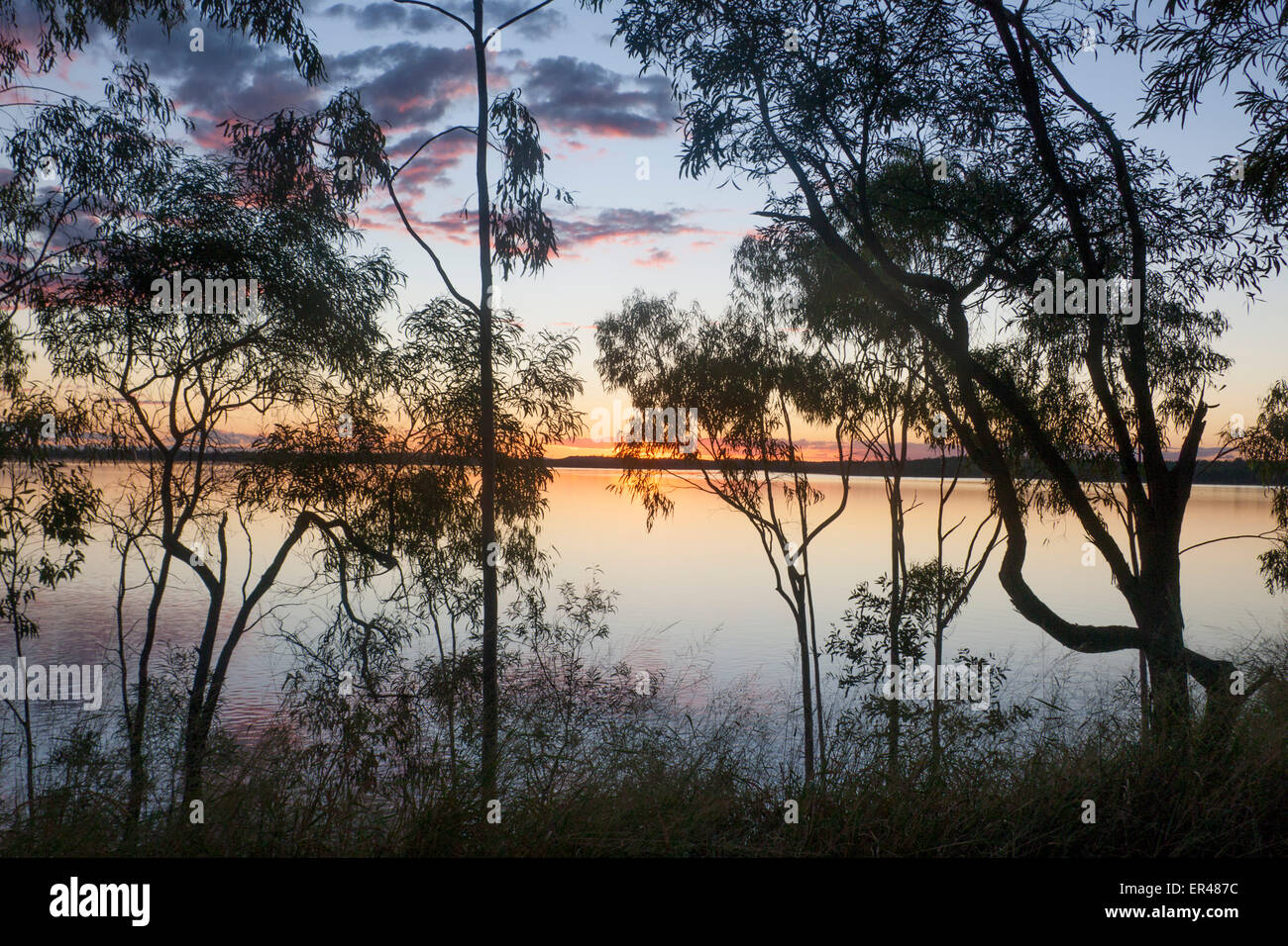 Lake Maraboon Eucalyptus gum trees at sunset Near Emerald Central ...