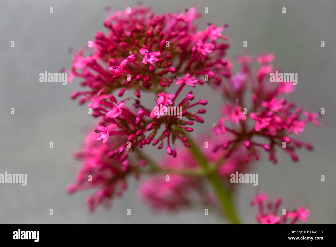 Centranthus ruber " Coccineus " close up flower Stock Photo - Alamy